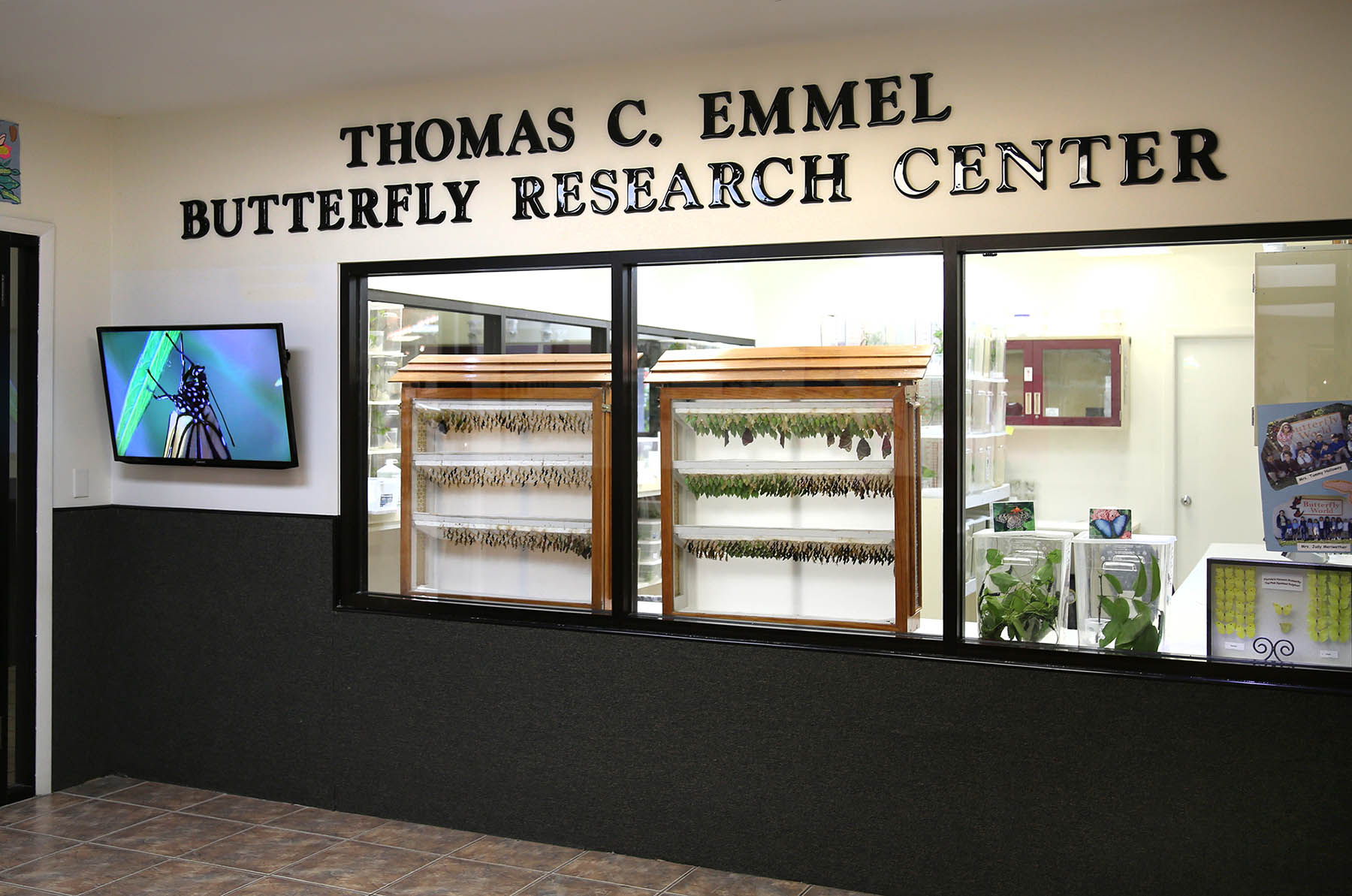 Video and Photo Gallery – Butterfly World