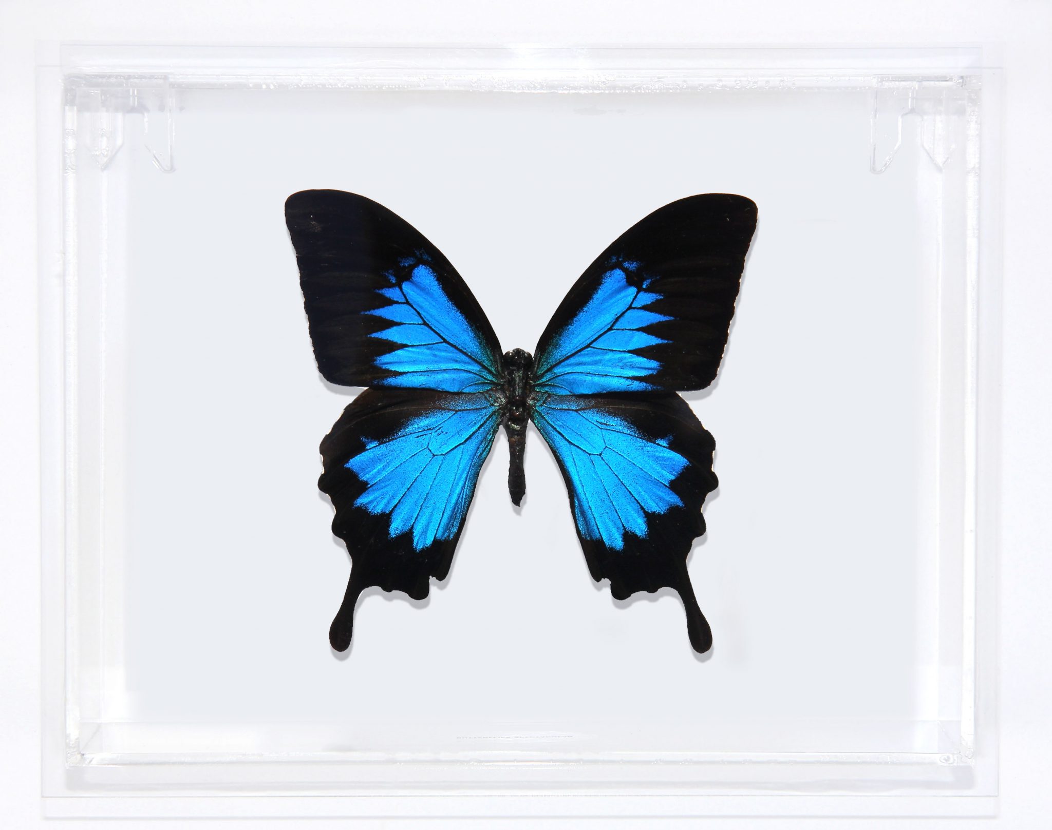 Ulysses Swallowtail – Butterfly World